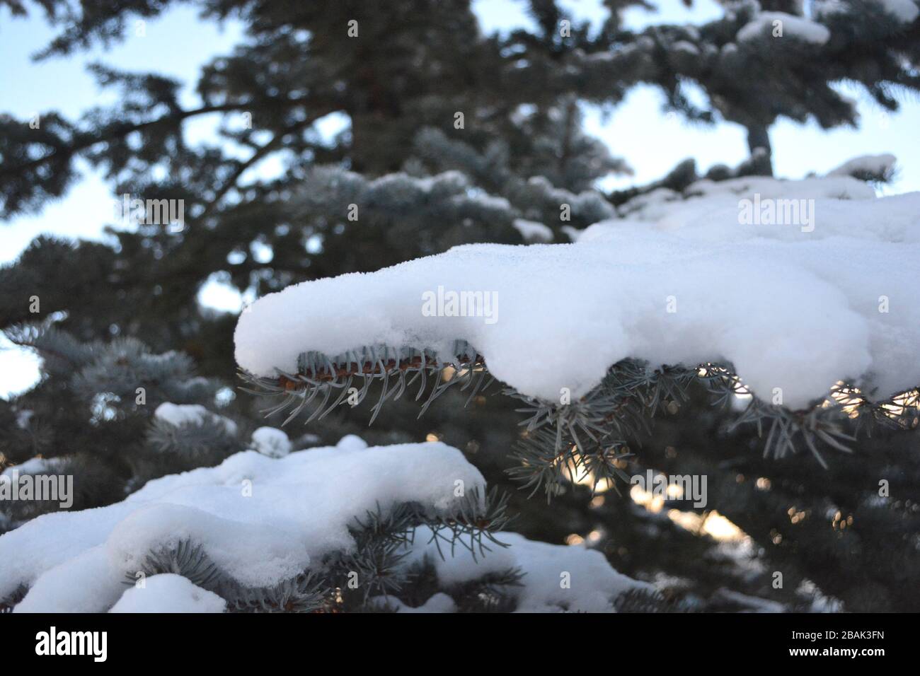 Closeup shot large tree hi-res stock photography and images - Alamy