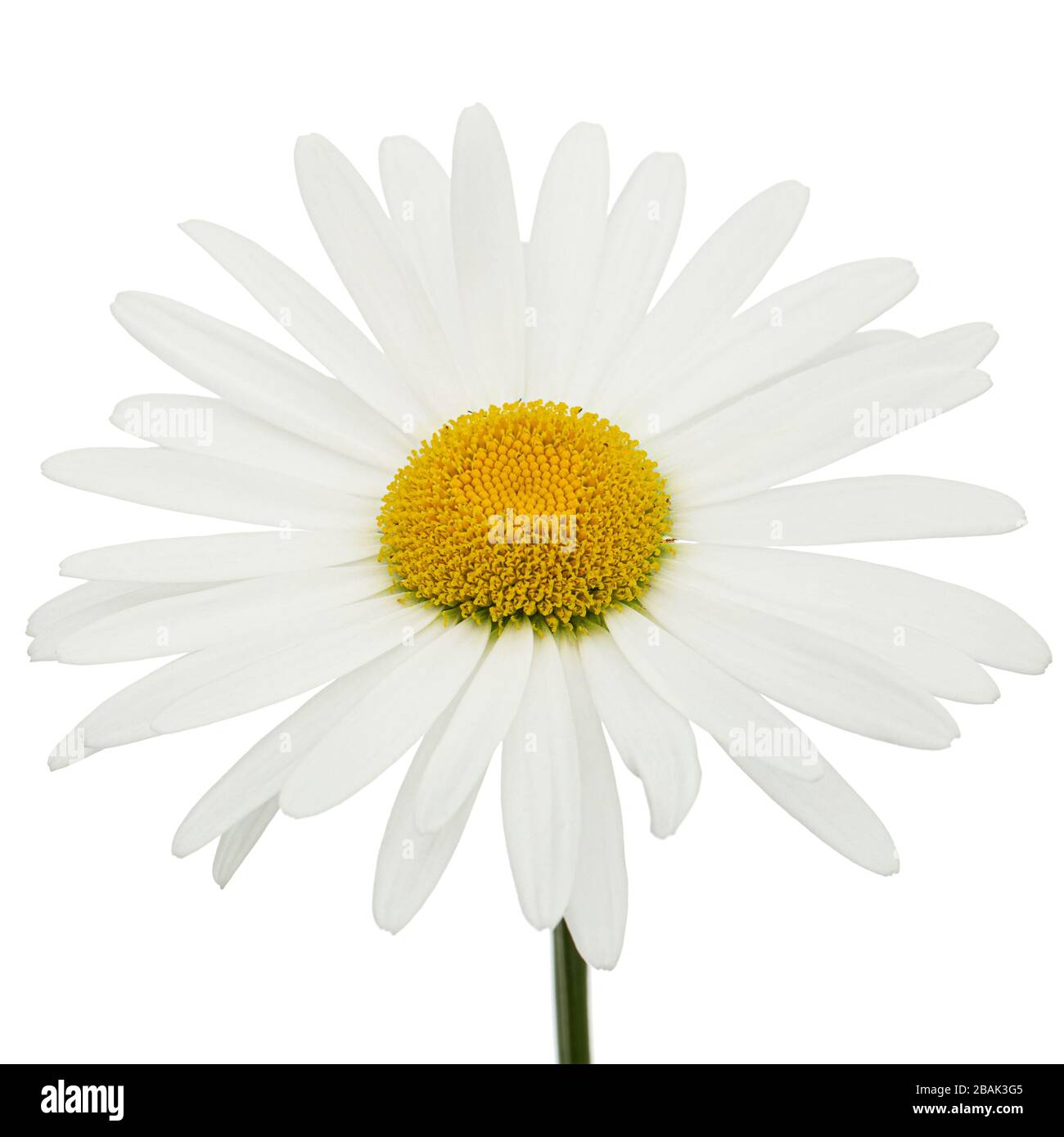 White flower of chamomile, lat. Matricaria, isolated on white ...