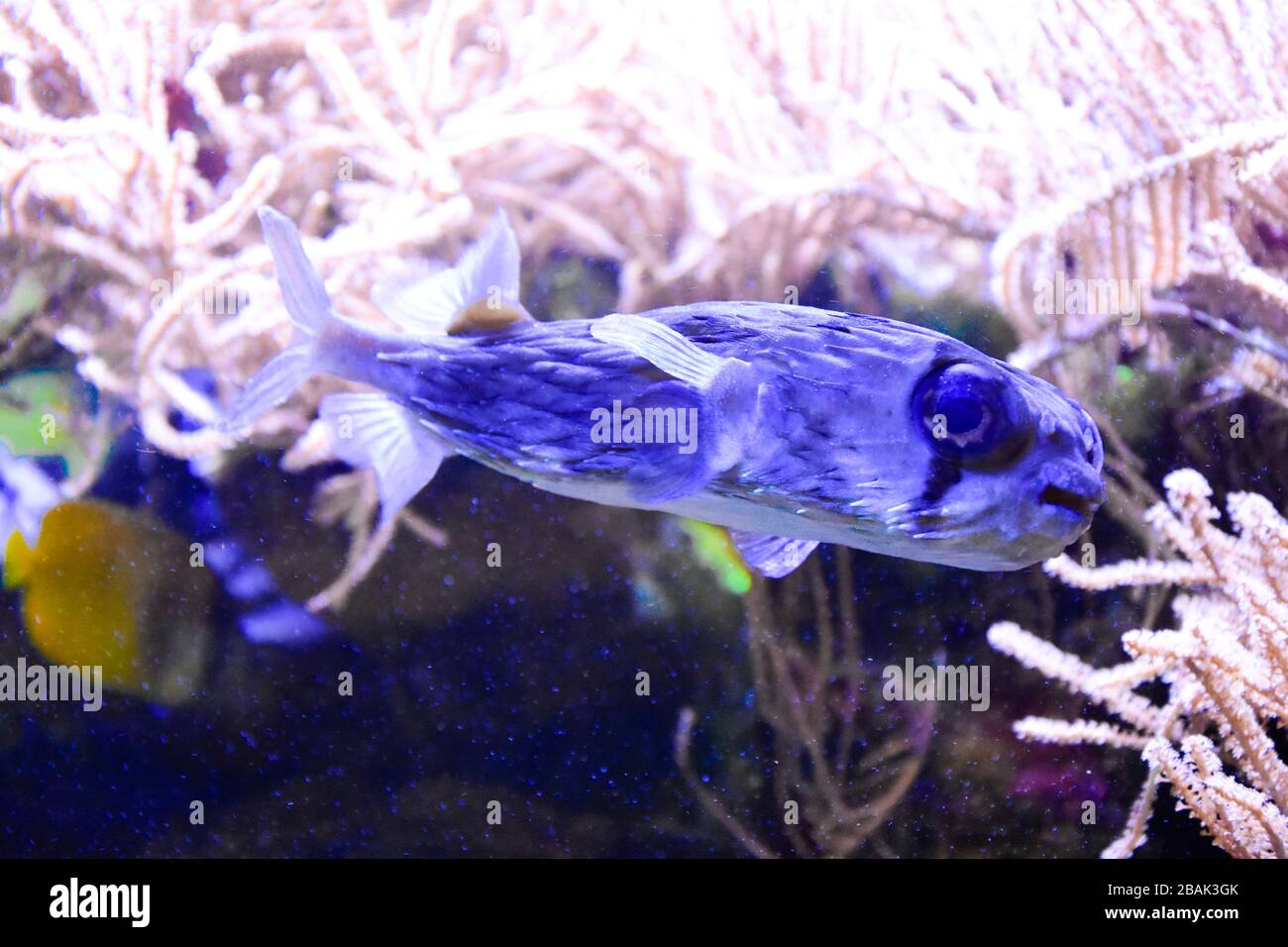 The blackspotted puffer (Arothron nigropunctatus). The dog-faced puffer ...