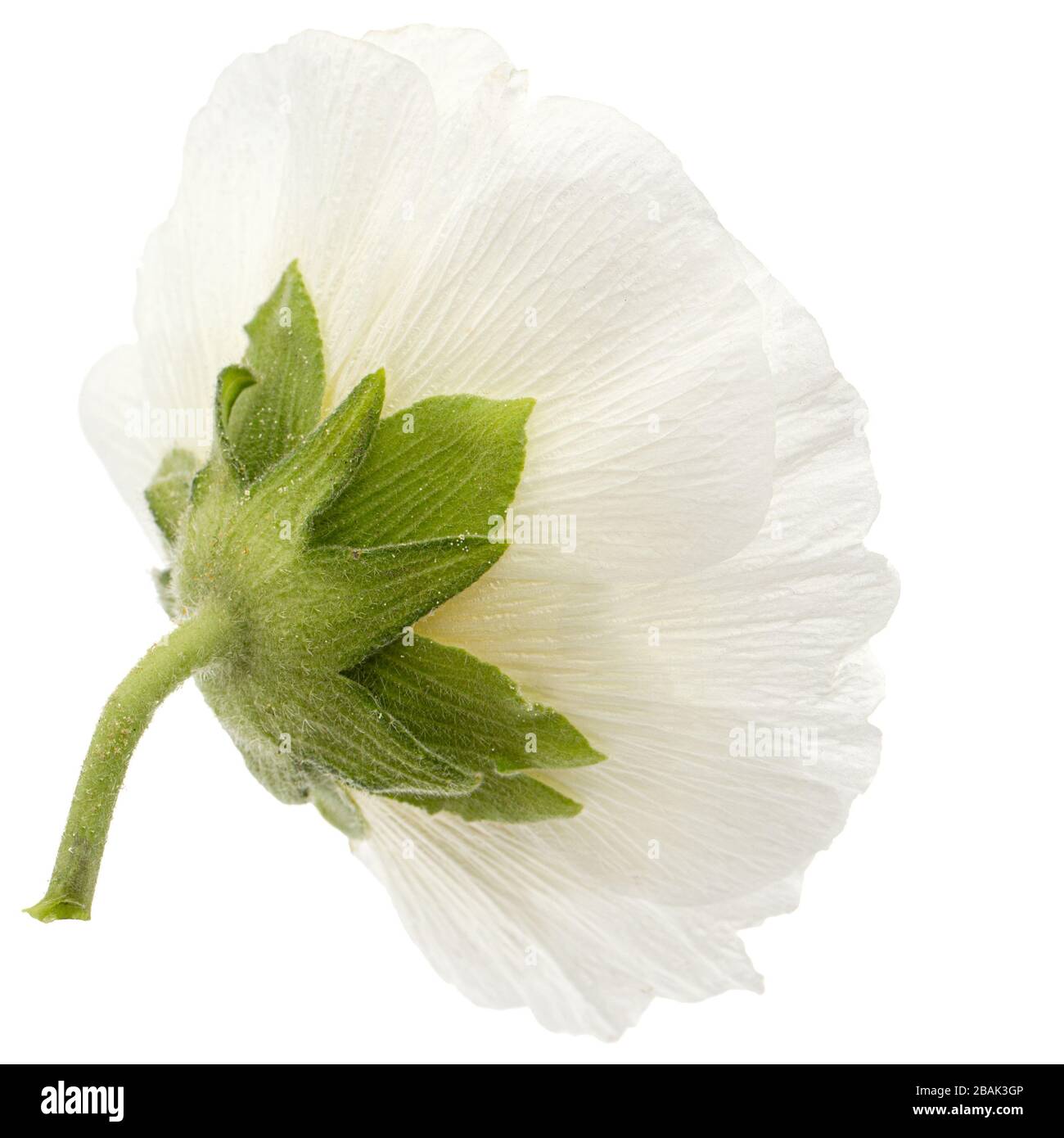 White flower of mallow, isolated on white background Stock Photo - Alamy