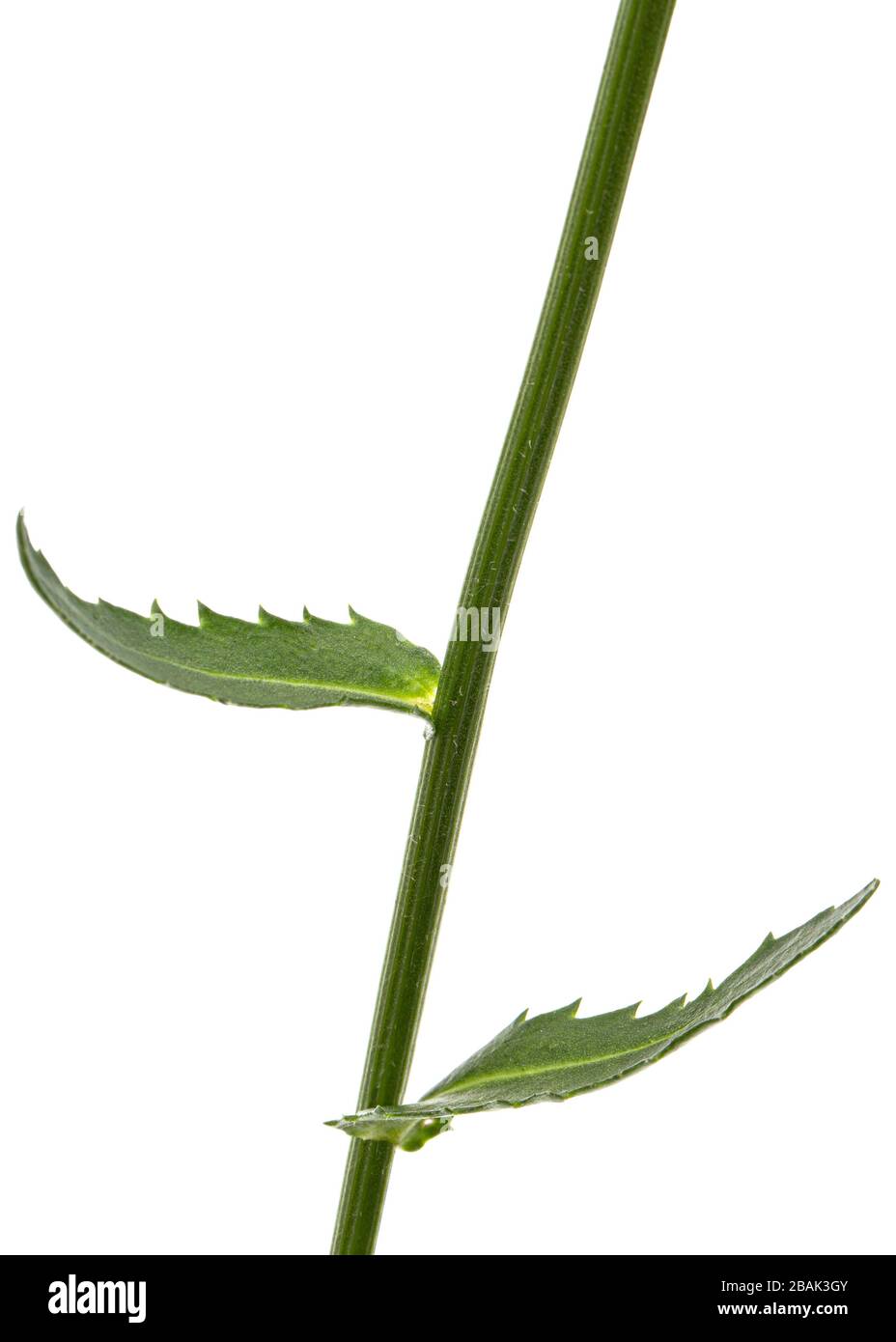 Leafs and stem of chamomile flower, isolated on white background Stock ...