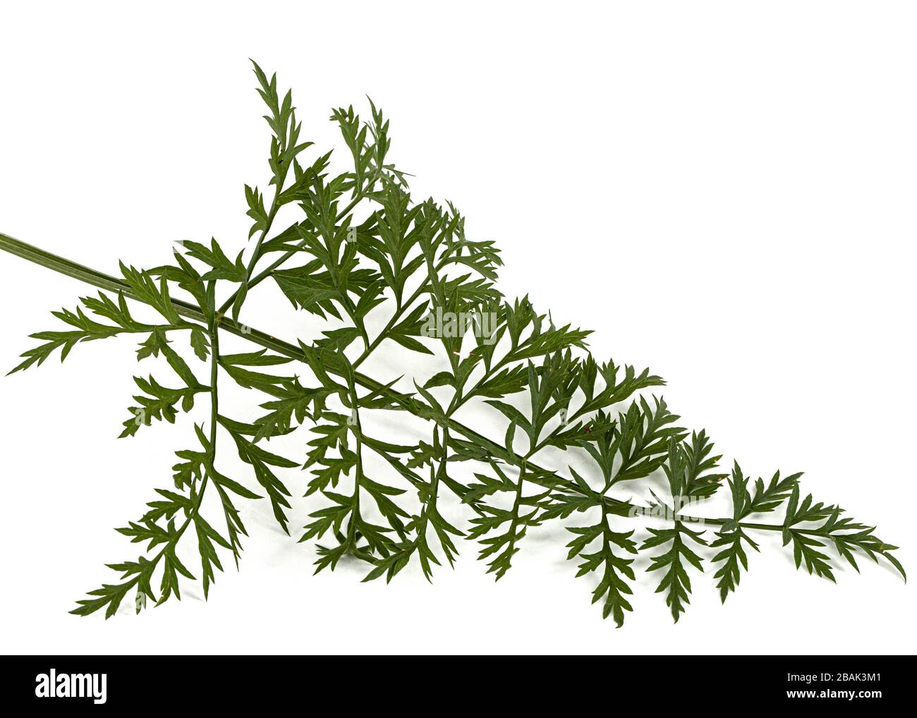 Bunch carrot green top Cut Out Stock Images & Pictures - Alamy