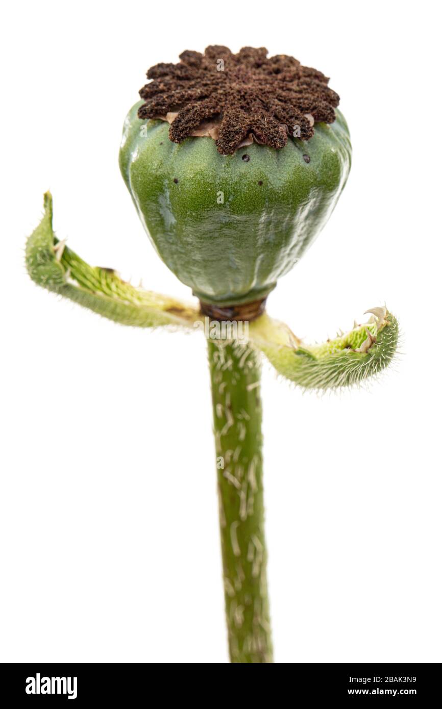 Green poppy head, isolated on white background Stock Photo - Alamy