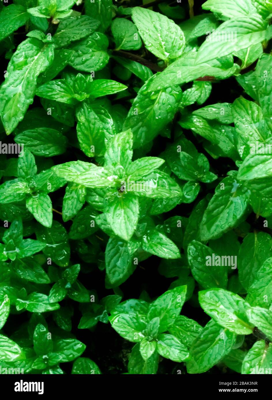 Fresh mint trees in the organic garden. Peppermint for peppermint ...