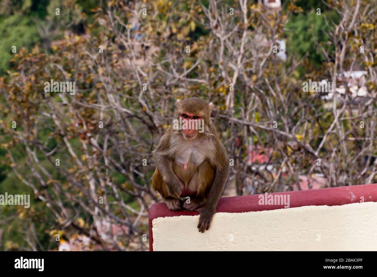 A female rhesus macaque (Macaca mulatta) from Myanmar Stock Photo - Alamy
