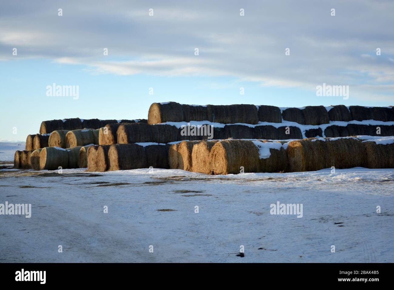 Large Stacks of Hay Bails on a Snowy Farm Field in Winter Stock Photo ...