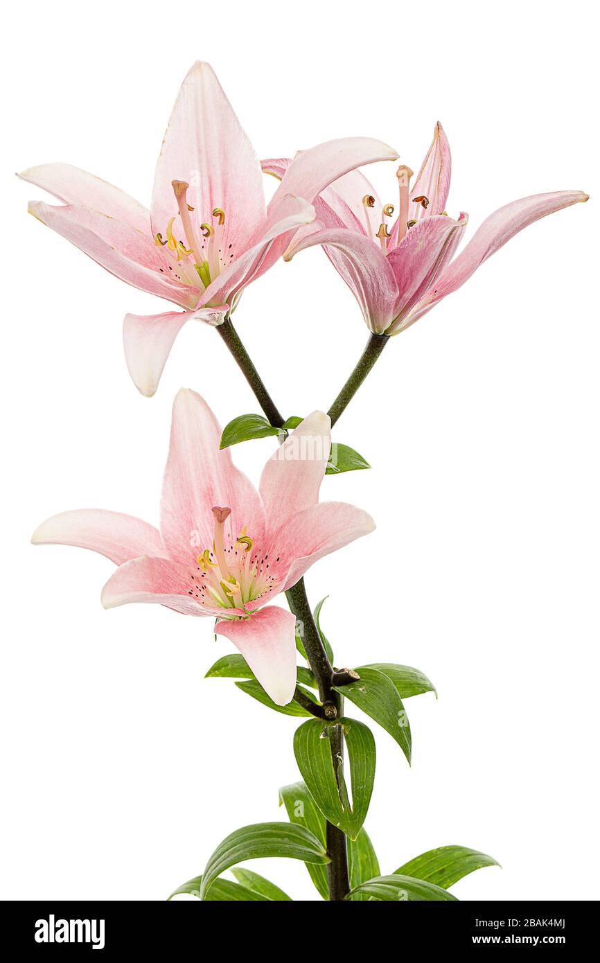 Flower of light pink lily, isolated on white background Stock Photo - Alamy