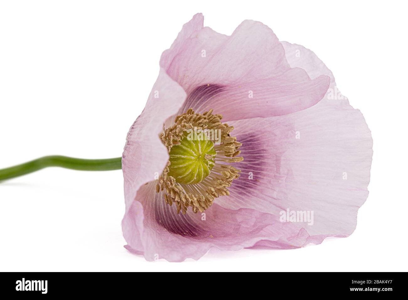 Flower of rose poppy, lat. Papaver, isolated on white background Stock ...