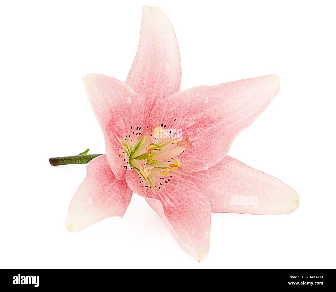 Flower of light pink lily, isolated on white background Stock Photo - Alamy