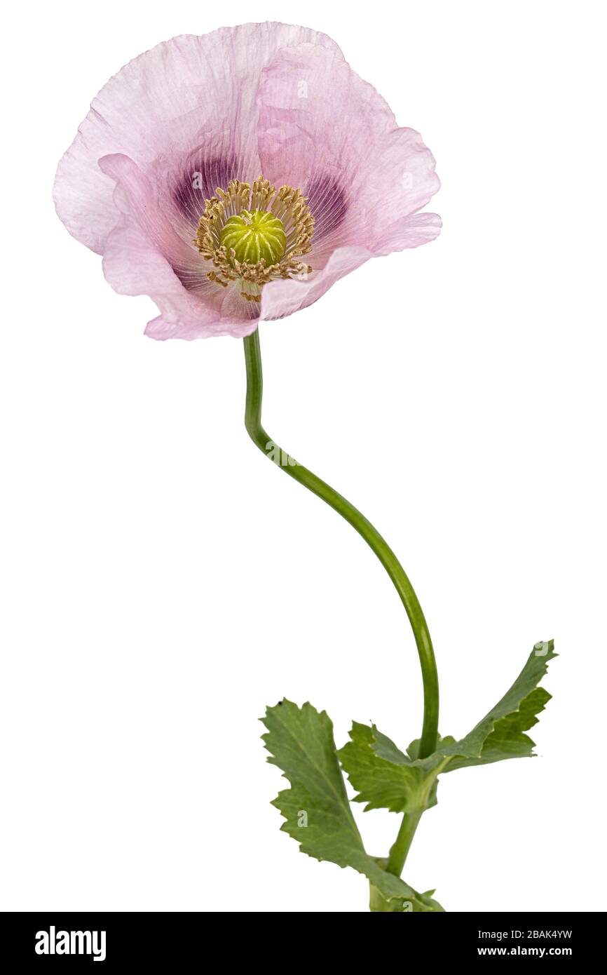 Flower of rose poppy, lat. Papaver, isolated on white background Stock ...