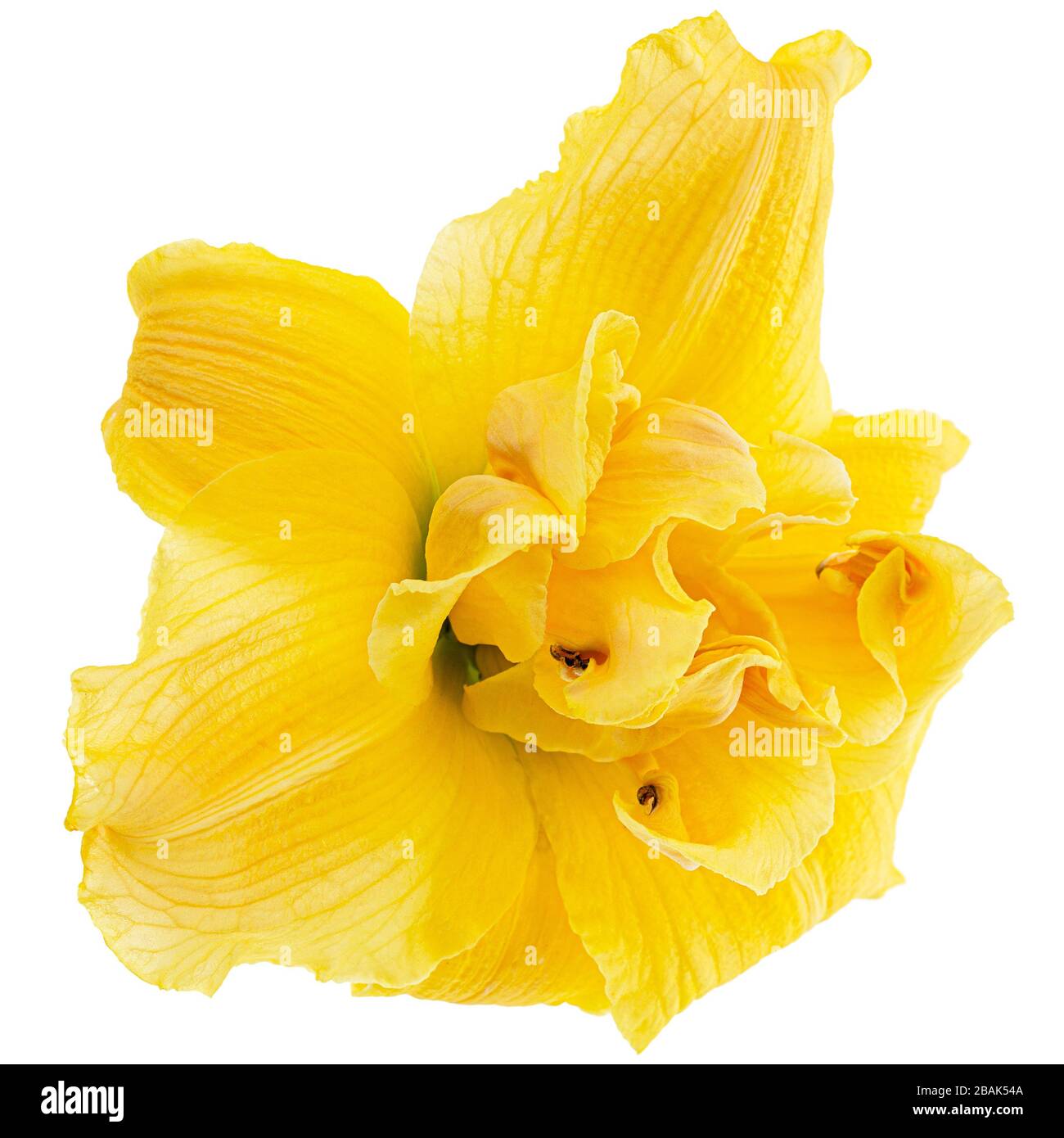 Flower of yellow day-lily, lily flower, isolated on white background ...