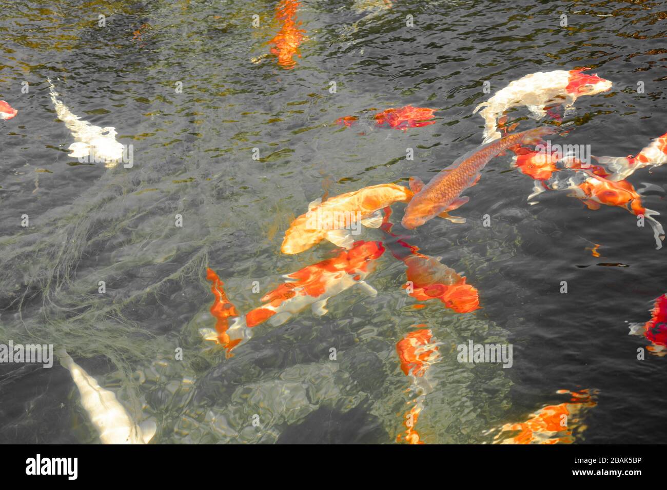 KOI Carp or nishikigoi. Colored varieties of Amur carp (Cyprinus ...