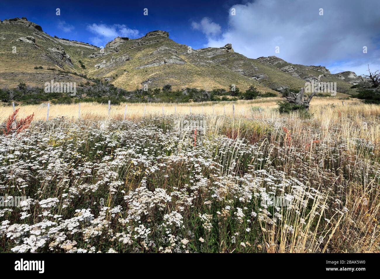 Wild flower meadow in the Patagonia Steppe, Cerro Castillo town ...