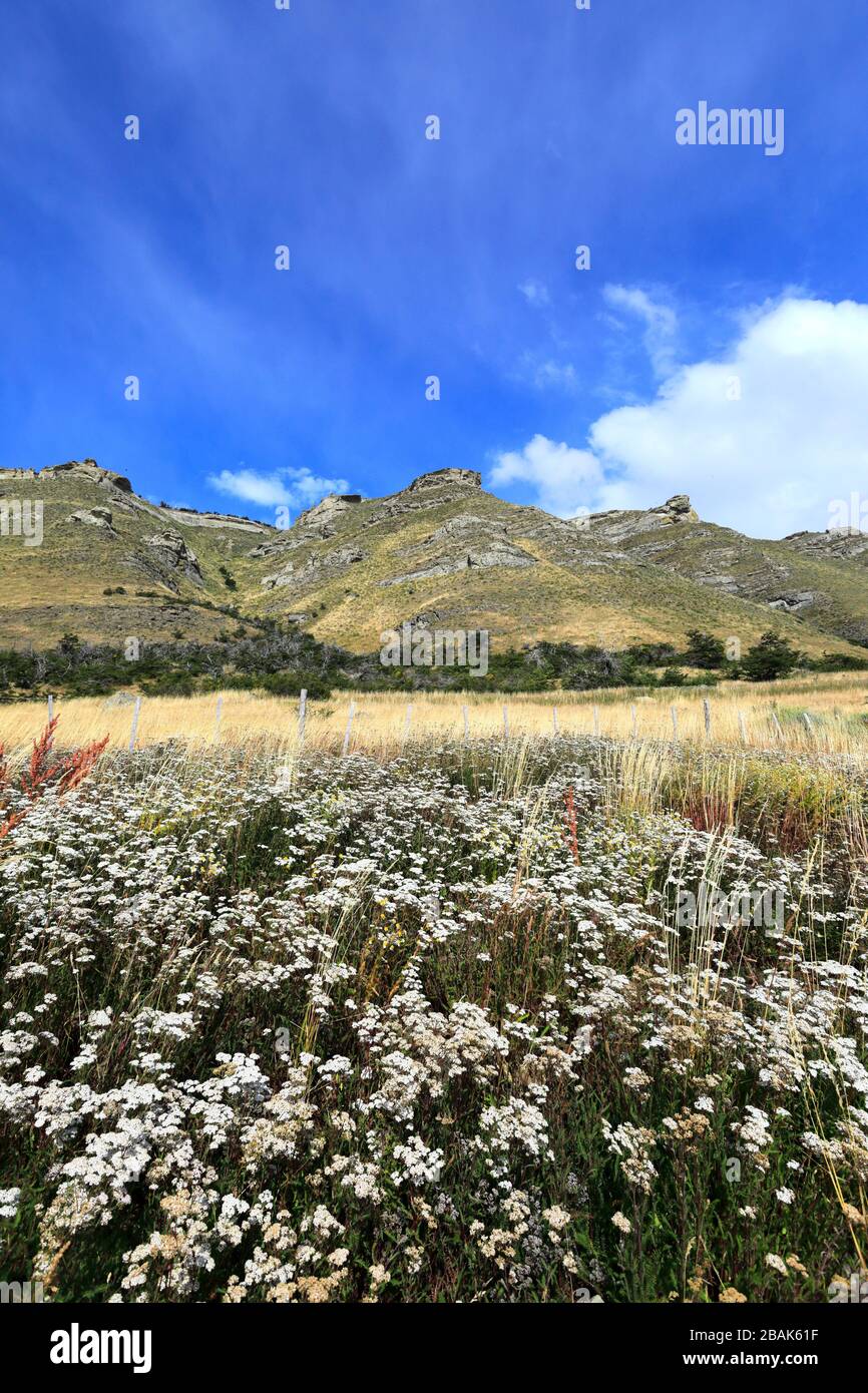 Wild flower meadow in the Patagonia Steppe, Cerro Castillo town ...