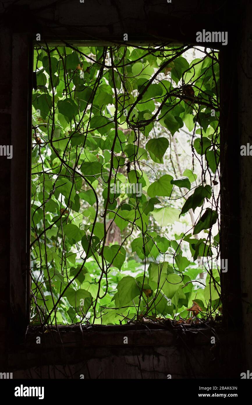 Vine leaf curtain on the broken window of an abandoned house reclaimed ...
