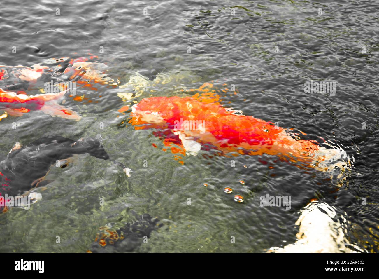 KOI Carp or nishikigoi. Colored varieties of Amur carp (Cyprinus ...