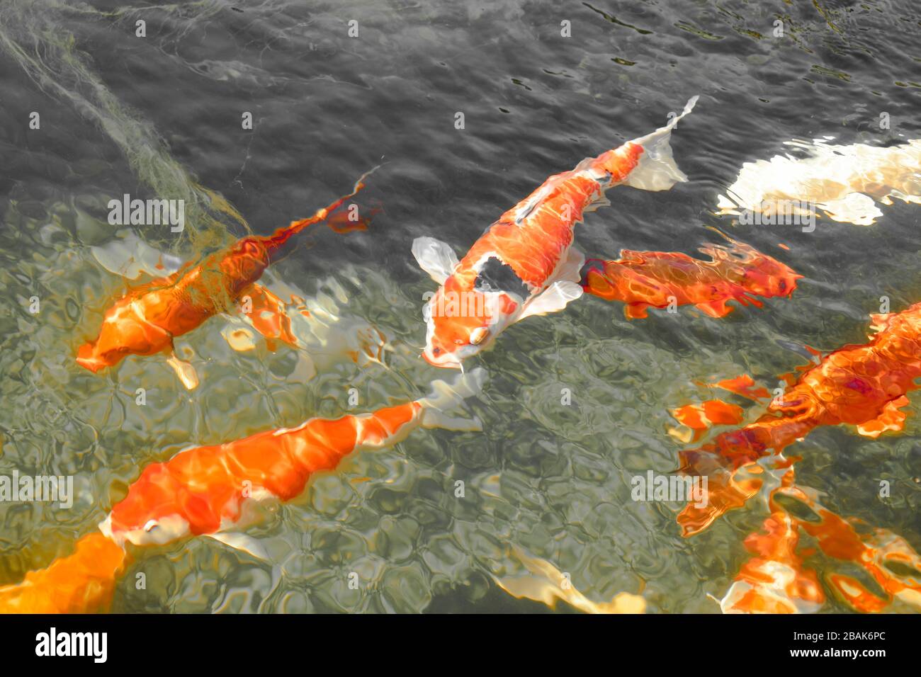 KOI Carp or nishikigoi. Colored varieties of Amur carp (Cyprinus ...