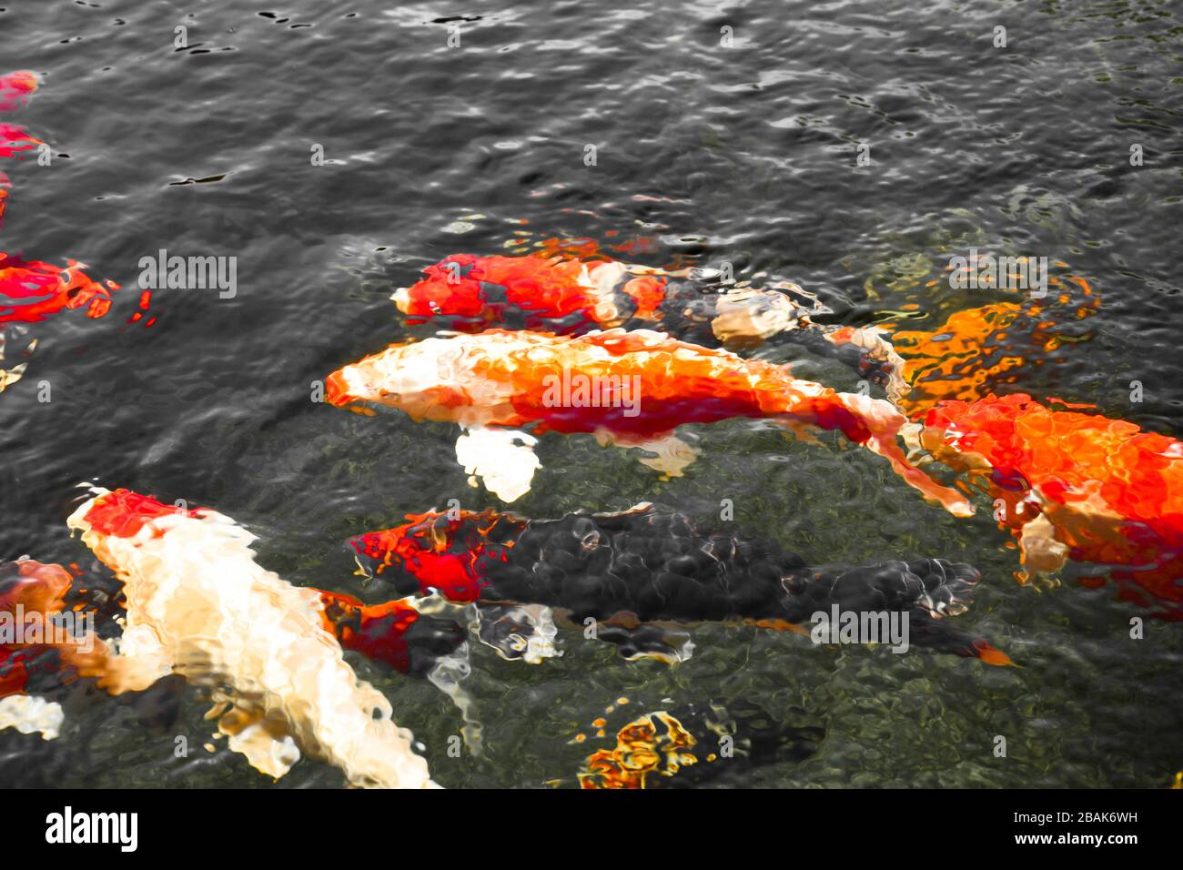 KOI Carp or nishikigoi. Colored varieties of Amur carp (Cyprinus ...
