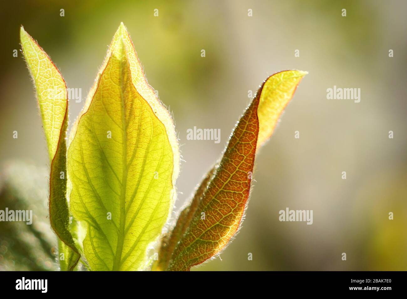green leaves in the sun Stock Photo - Alamy