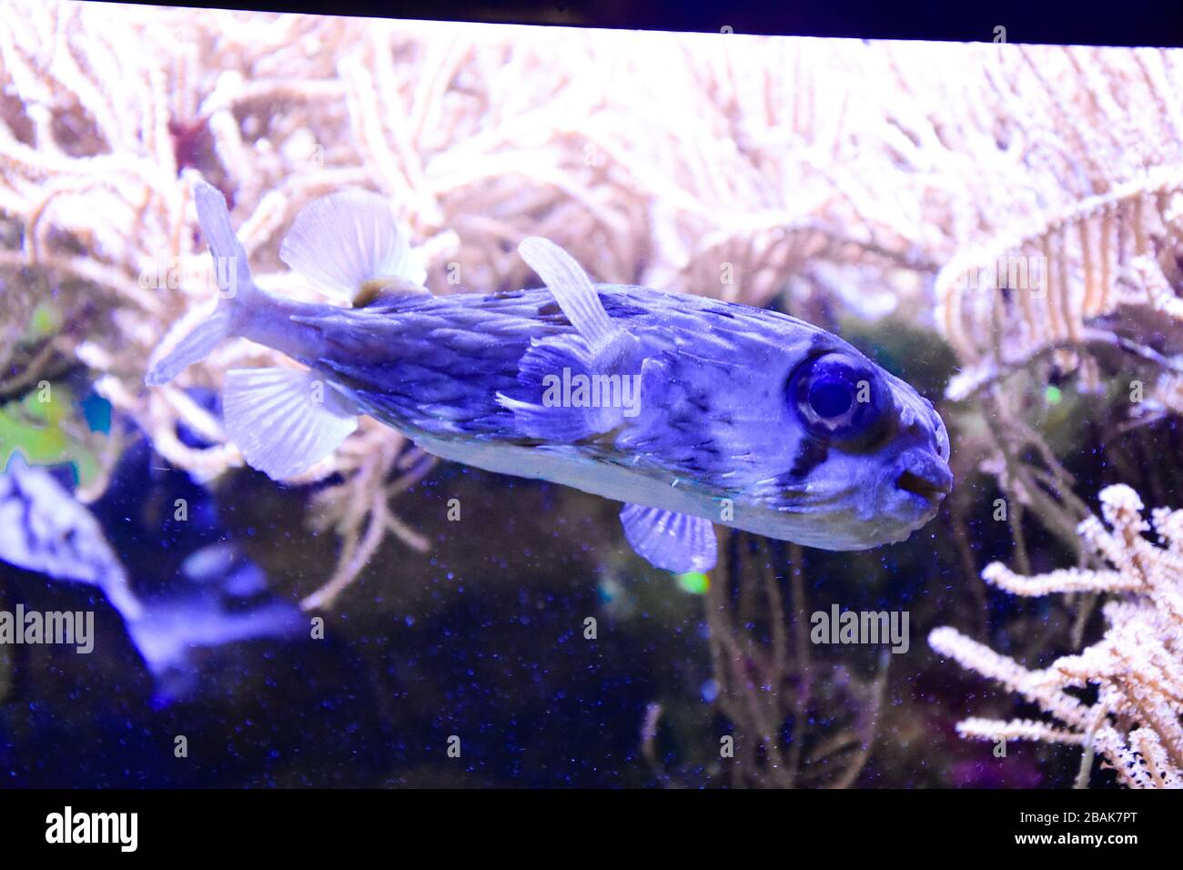 The blackspotted puffer (Arothron nigropunctatus). The dog-faced puffer ...