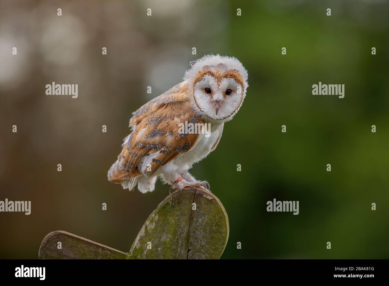 Juvenile female Barn owl chick with down fluffy feathers around a heart ...