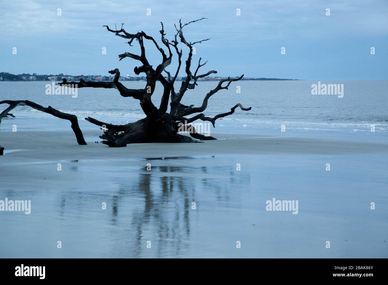 Driftwood on the Beach Stock Photo - Alamy