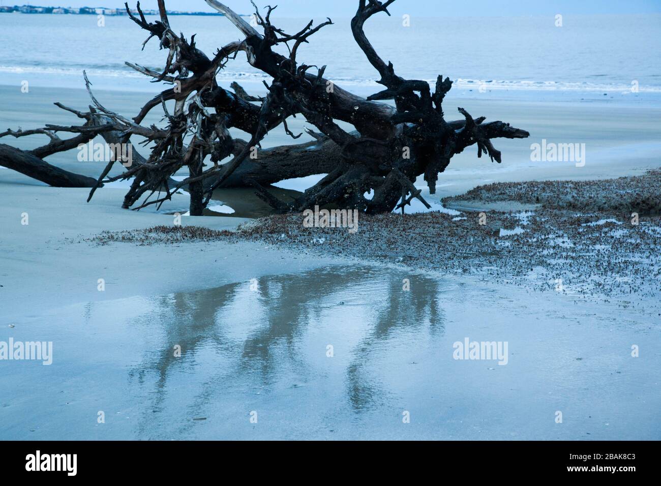 Driftwood on the Beach Stock Photo - Alamy