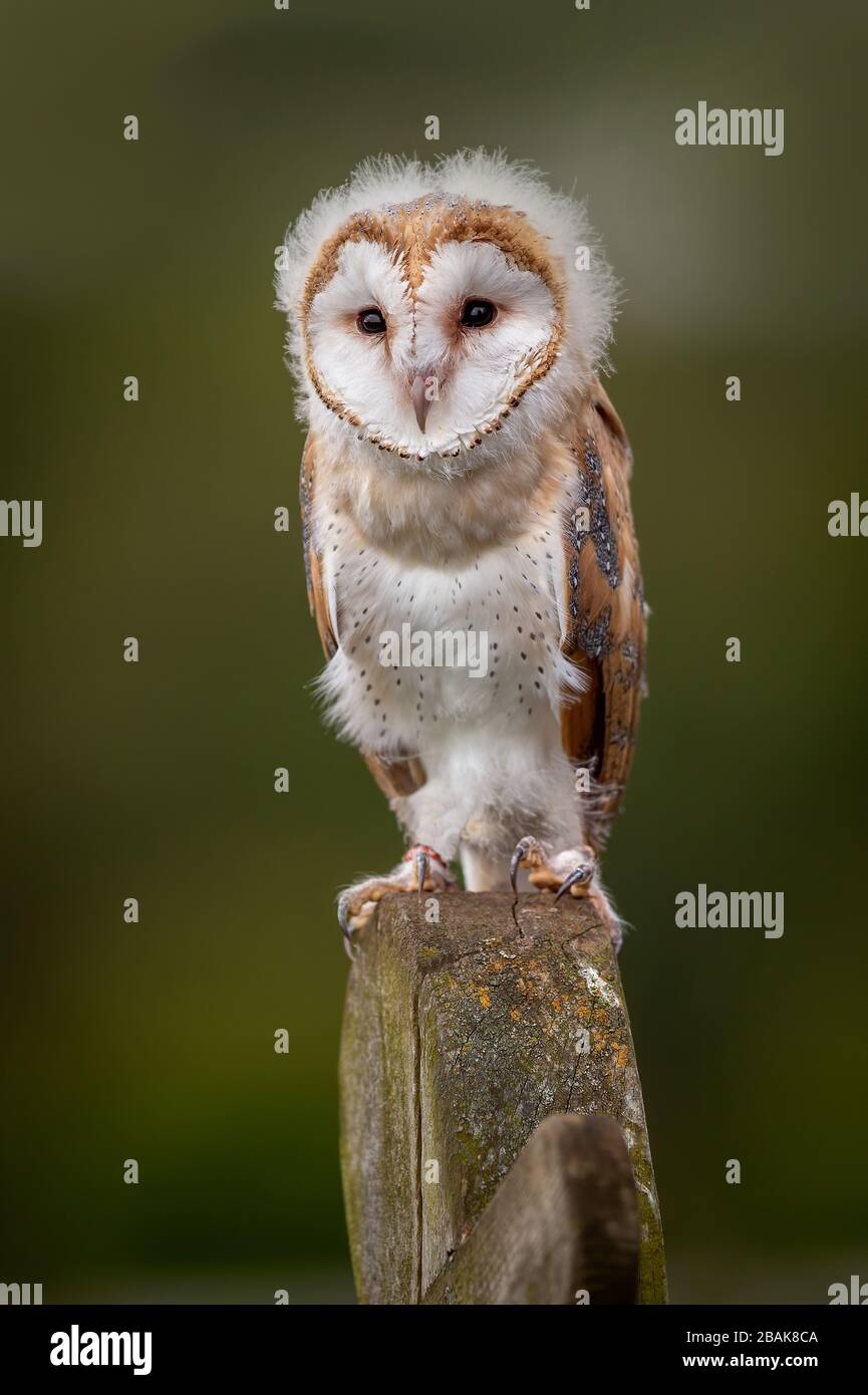 Fluffy Barn Owl