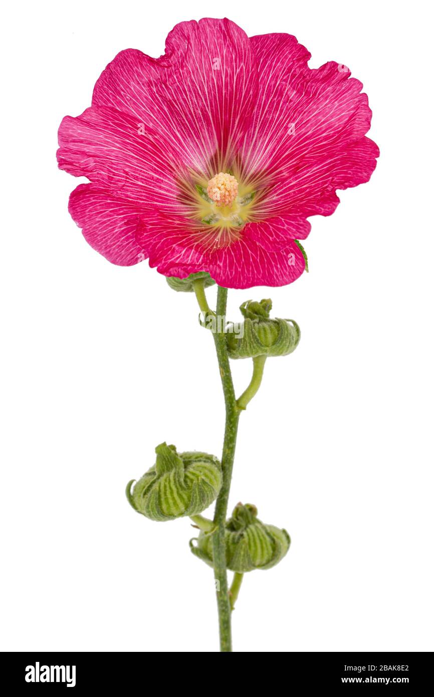 Red flower of mallow, isolated on white background Stock Photo - Alamy