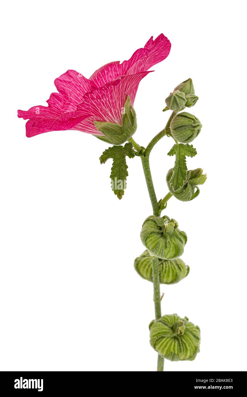 Red flower of mallow, isolated on white background Stock Photo - Alamy