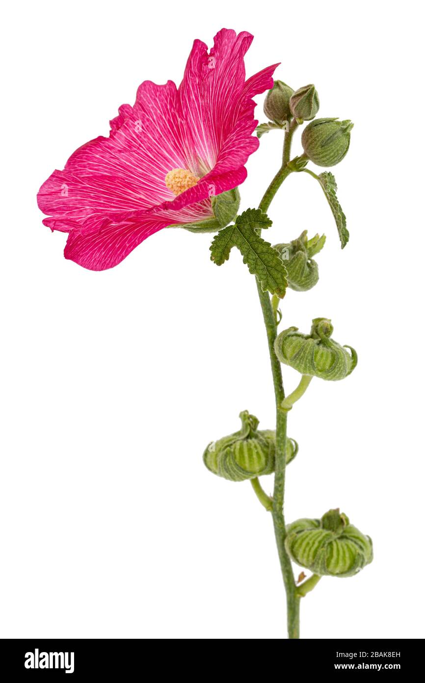 Red flower of mallow, isolated on white background Stock Photo - Alamy