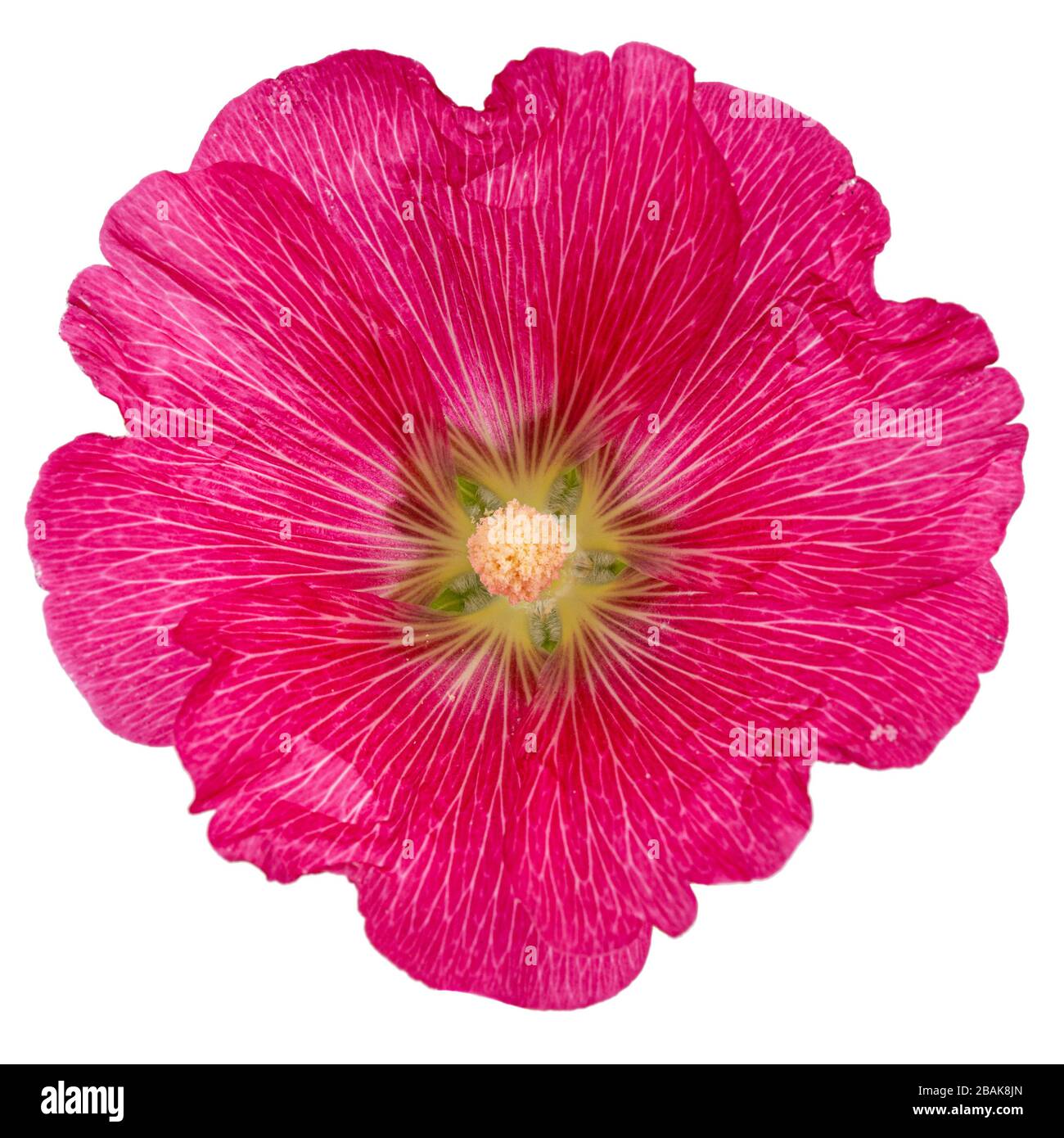 Red flower of mallow, isolated on white background Stock Photo - Alamy