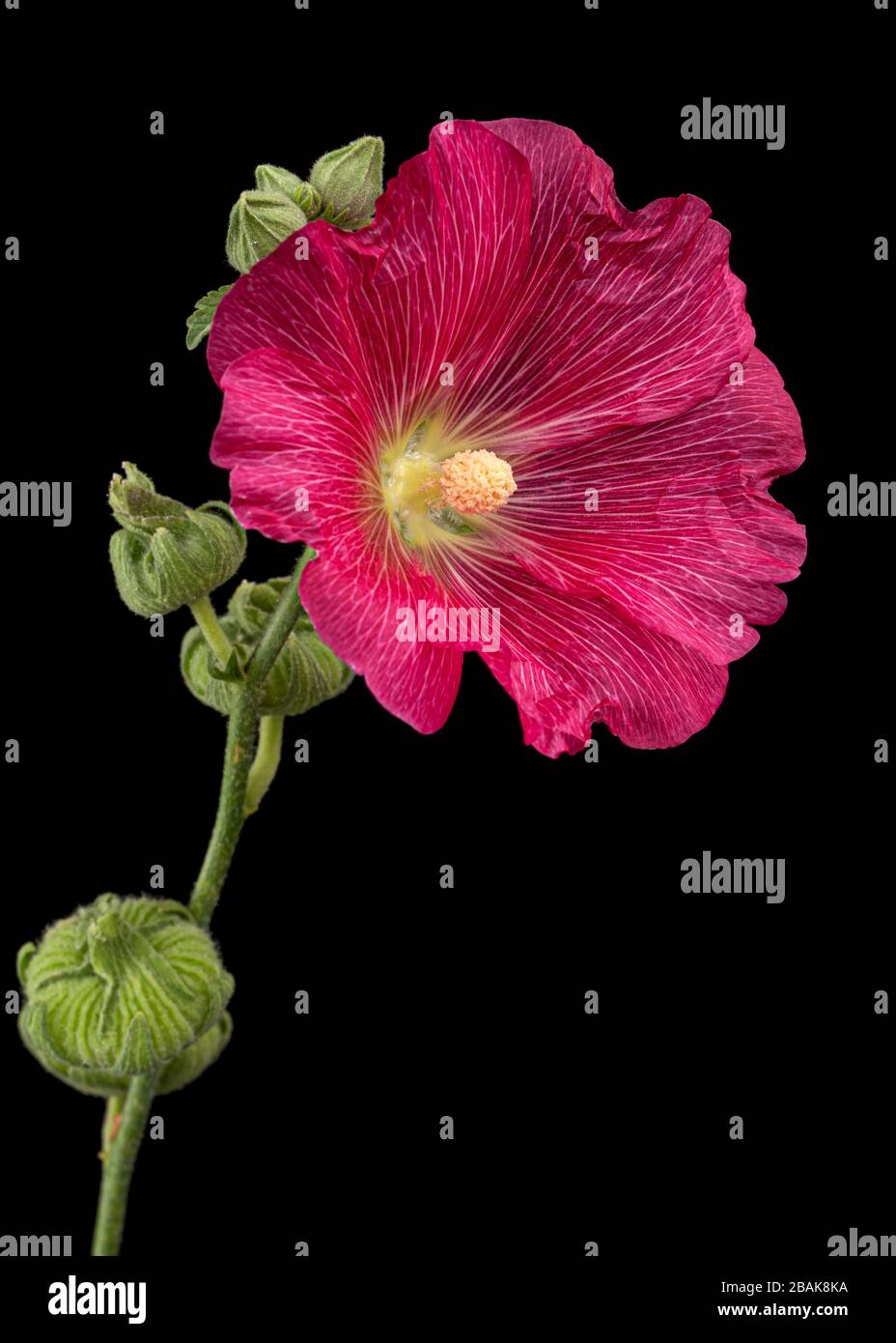 Red flower of mallow, isolated on black background Stock Photo - Alamy