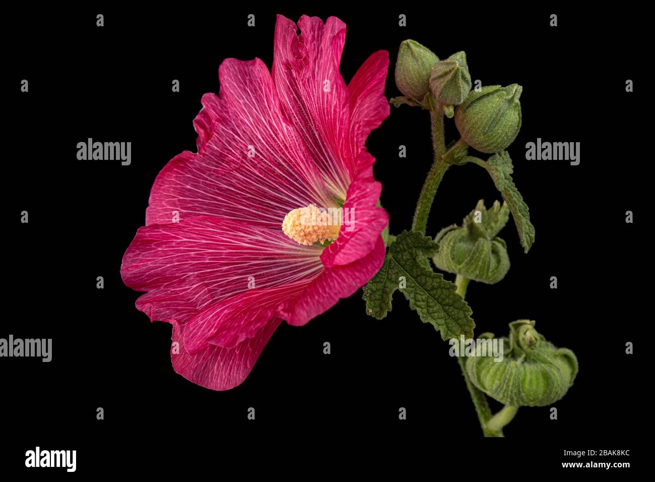 Red flower of mallow, isolated on black background Stock Photo - Alamy