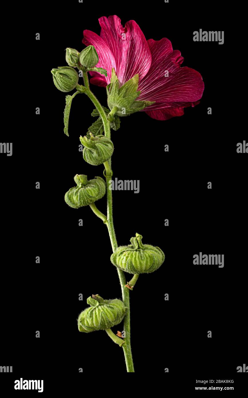 Red flower of mallow, isolated on black background Stock Photo - Alamy