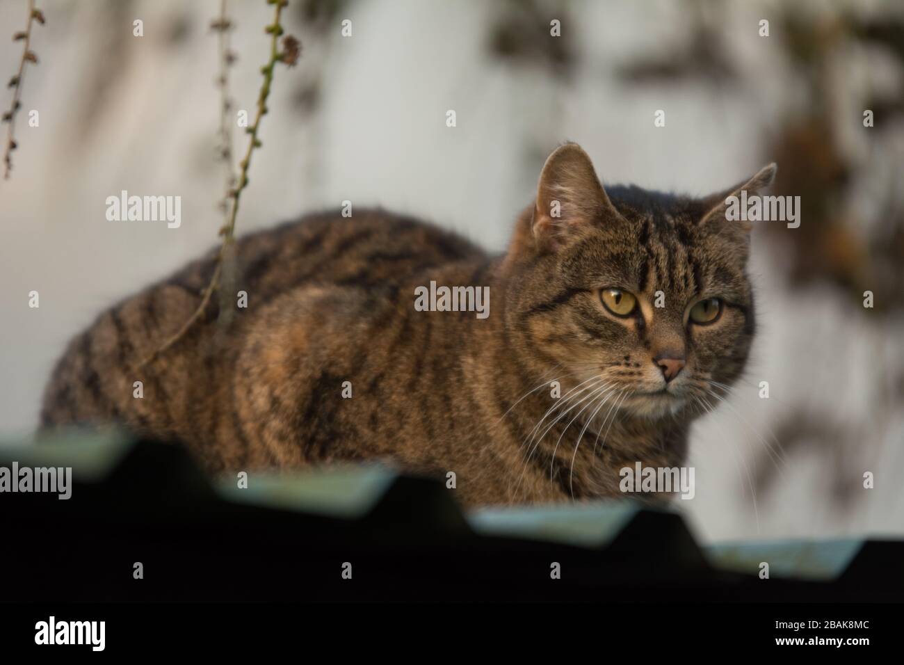 Close-up of a sprayed tabby cat with incision scar on her ear resting ...
