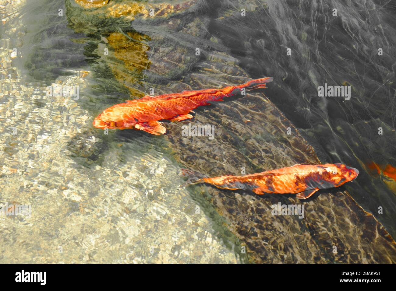 KOI Carp or nishikigoi. Colored varieties of Amur carp (Cyprinus ...