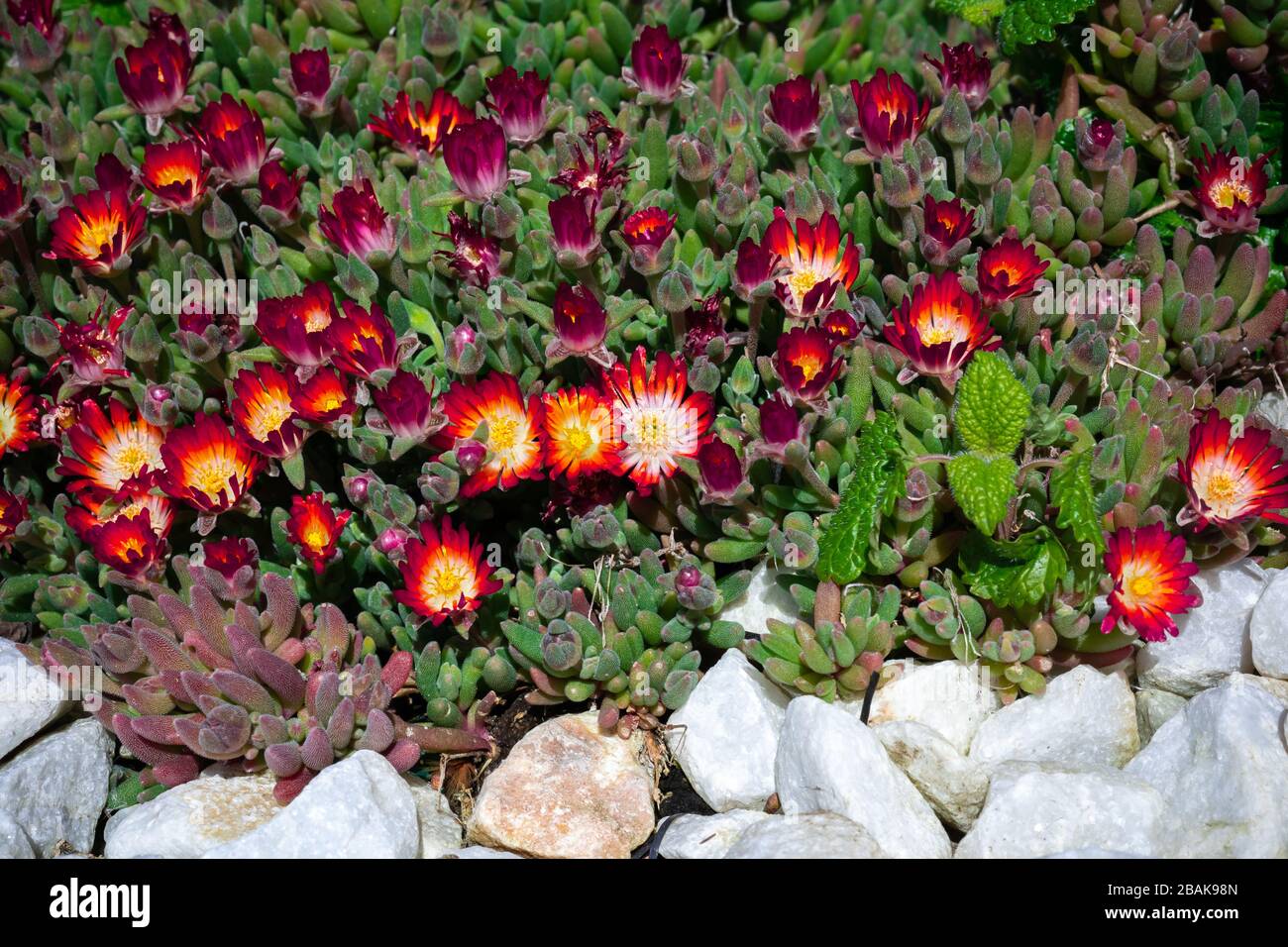 Lampranthus yellow aizoaceae succulent hi-res stock photography and ...