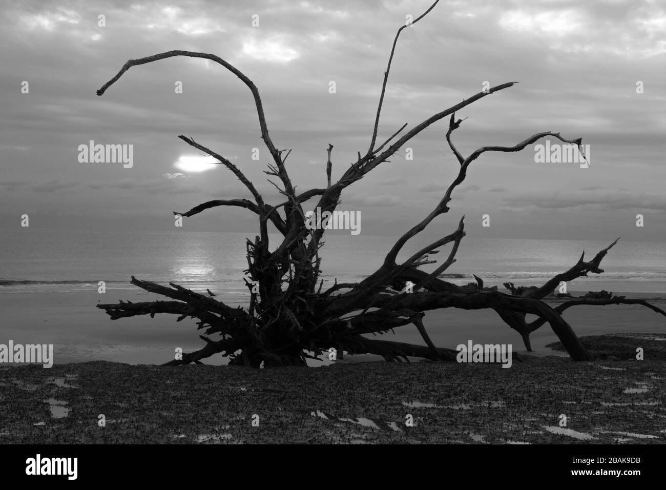 Driftwood on the Ocean beach Stock Photo - Alamy