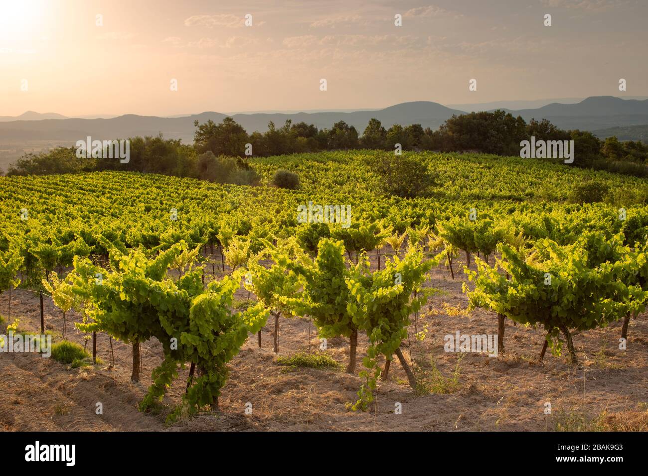 A bBeautiful french vineyard in summer. Nice sunset Stock Photo - Alamy
