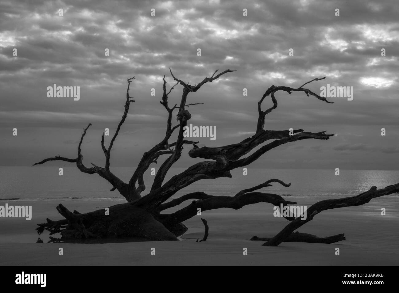 Driftwood on the Ocean beach Stock Photo - Alamy