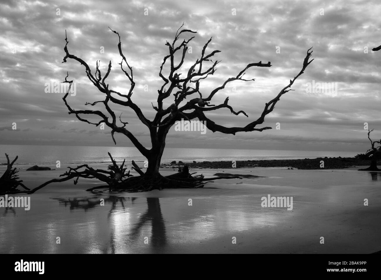 Driftwood on the Ocean beach Stock Photo - Alamy
