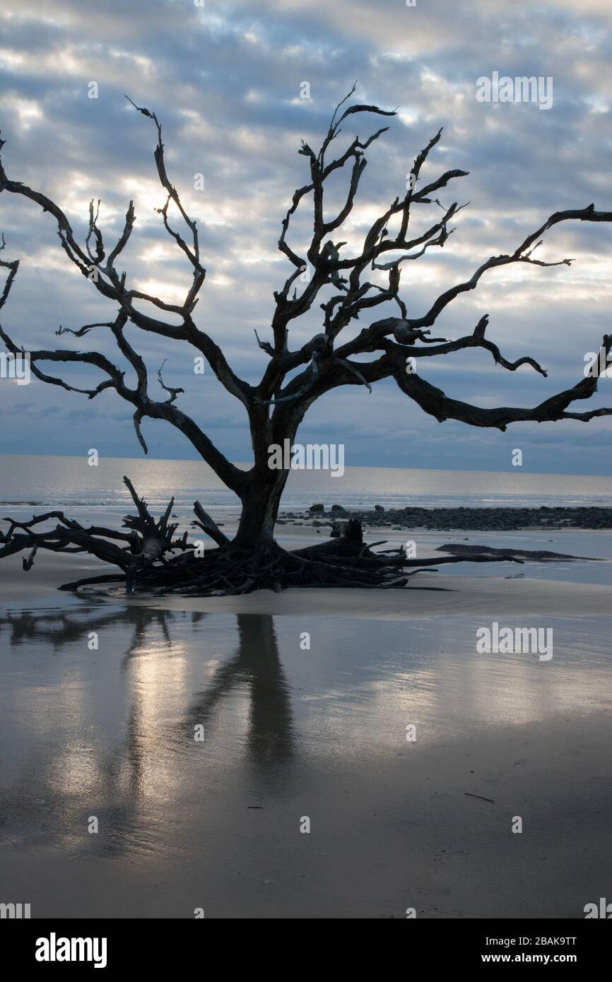 Driftwood on the Beach Stock Photo - Alamy