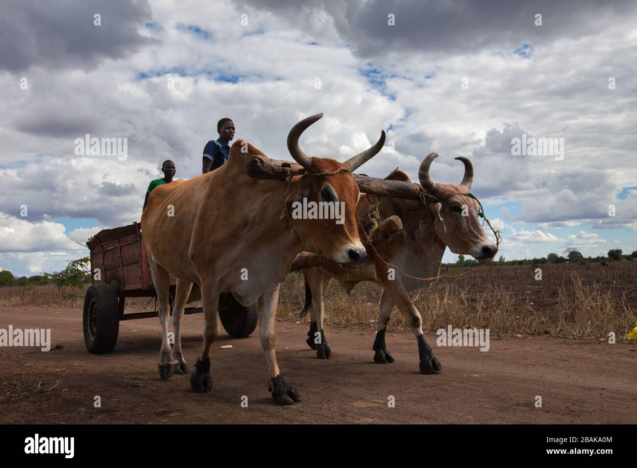 Driving ox cart hi-res stock photography and images - Alamy