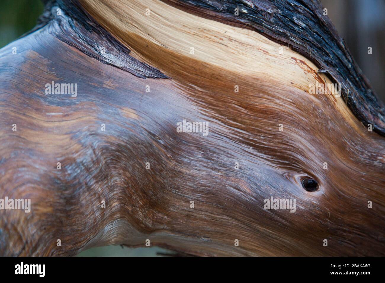 Wet wood sun light hi-res stock photography and images - Alamy