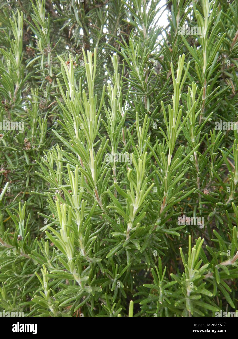 A bush of fragrant rosemary Stock Photo - Alamy