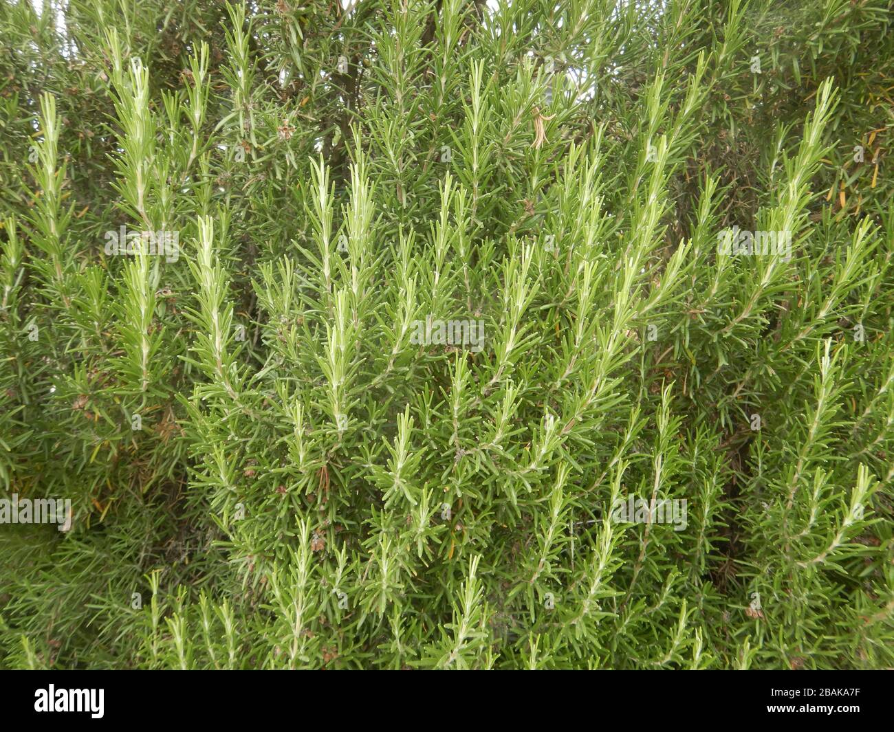 A bush of fragrant rosemary Stock Photo - Alamy