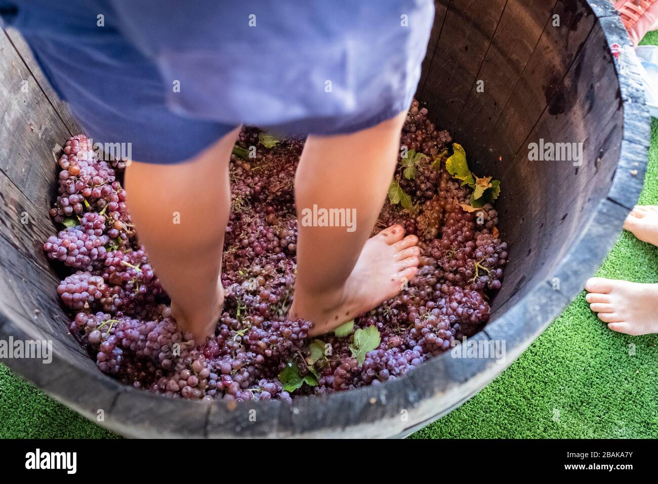 Stepping on grapes hi-res stock photography and images - Alamy