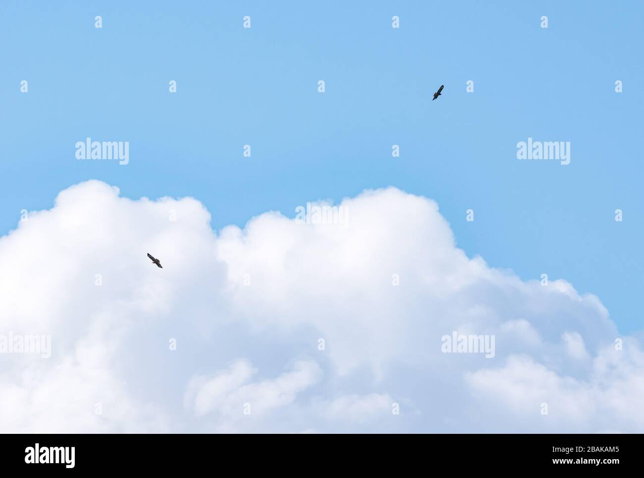 Pair of buzzards soaring against a blue sky with puffy cloud formations ...