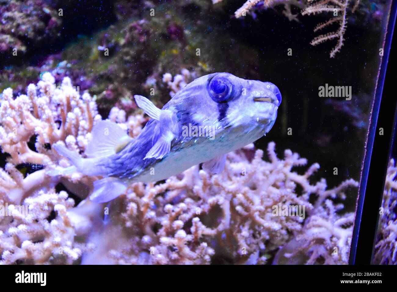 The blackspotted puffer (Arothron nigropunctatus). The dog-faced puffer ...